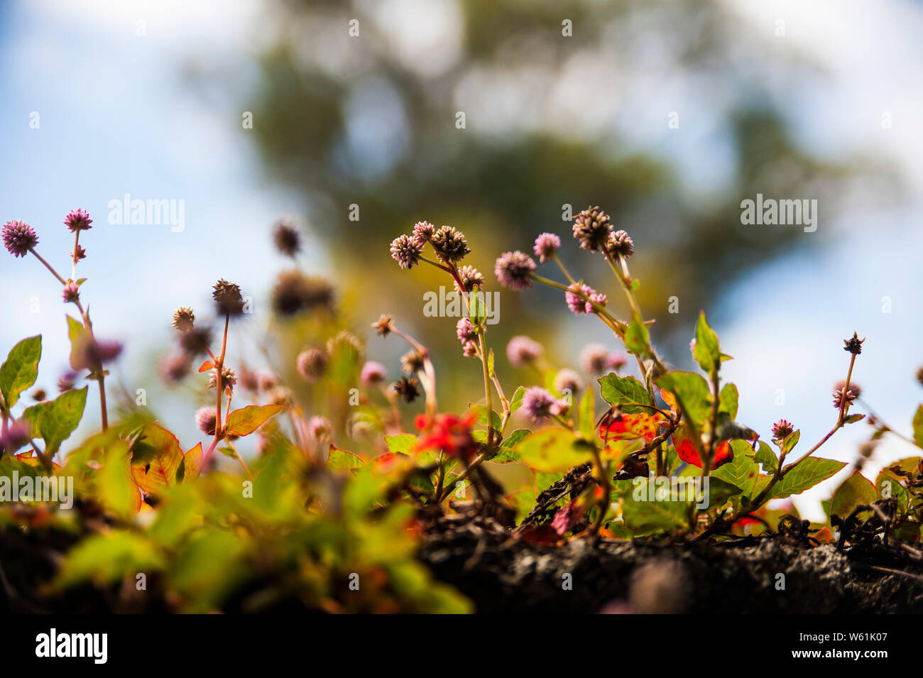 Sedum plant and flowers in bloom Stock Photo - Alamy