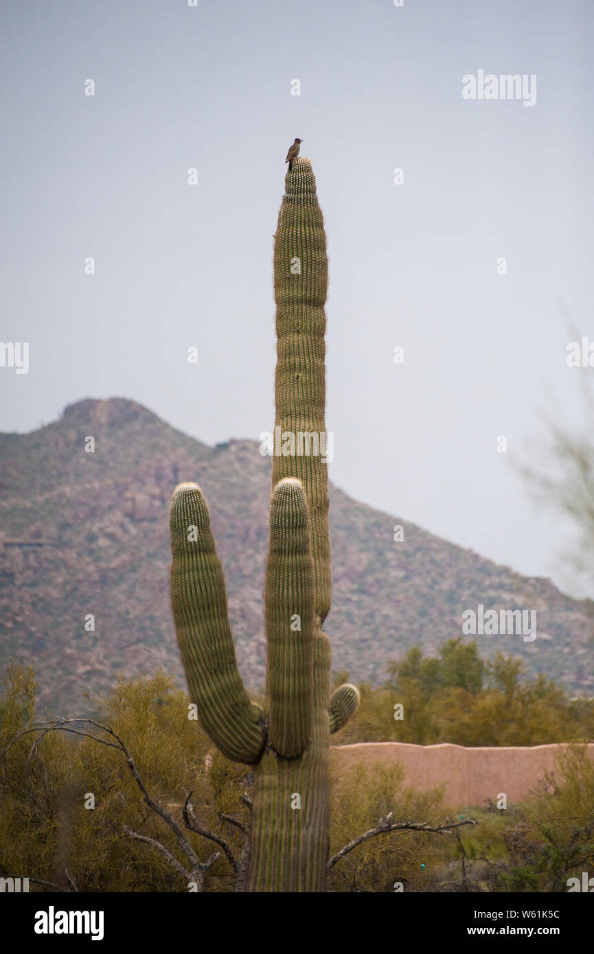 Desert biome hi-res stock photography and images - Alamy