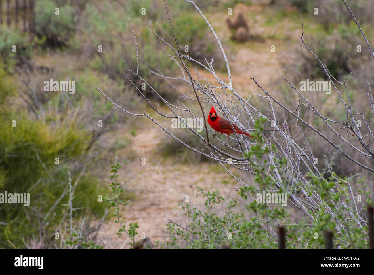 Cardinal in flight hi-res stock photography and images - Alamy