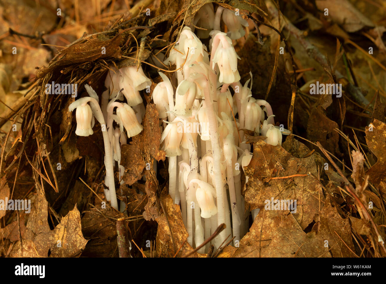 Indian pipe monotropa uniflora hi-res stock photography and images - Alamy