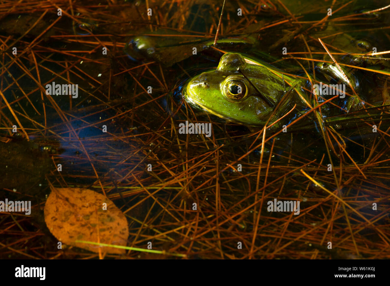 Massachusetts frog hi-res stock photography and images - Alamy