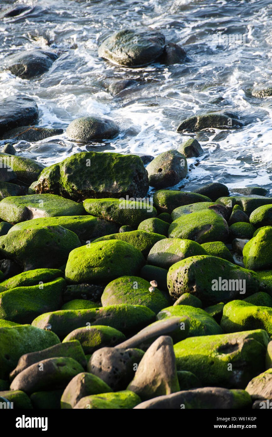 Green moss on stones in the Pacific Ocean Stock Photo - Alamy