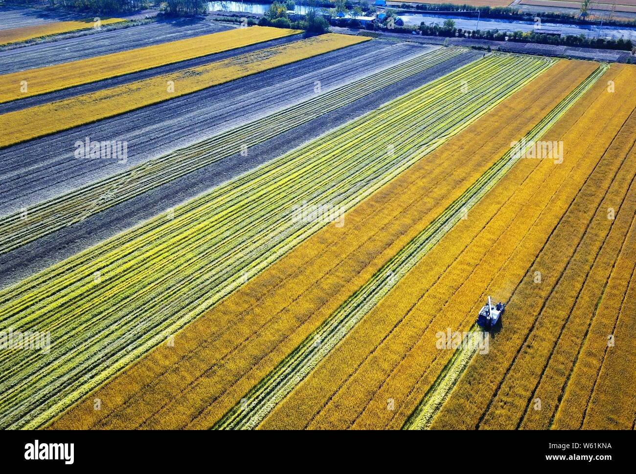 City rice paddy hi-res stock photography and images - Alamy