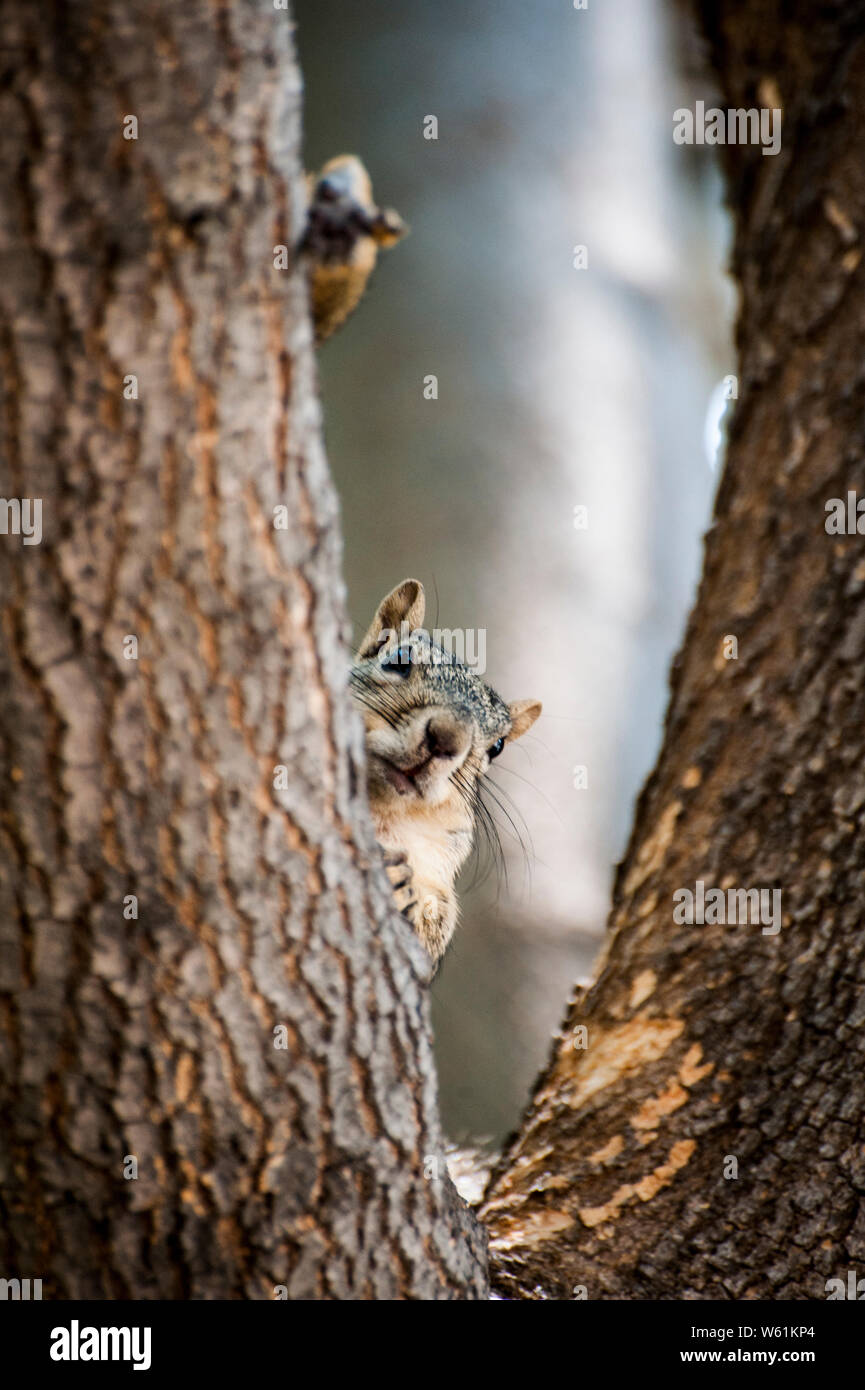 Peeking around tree hi-res stock photography and images - Alamy