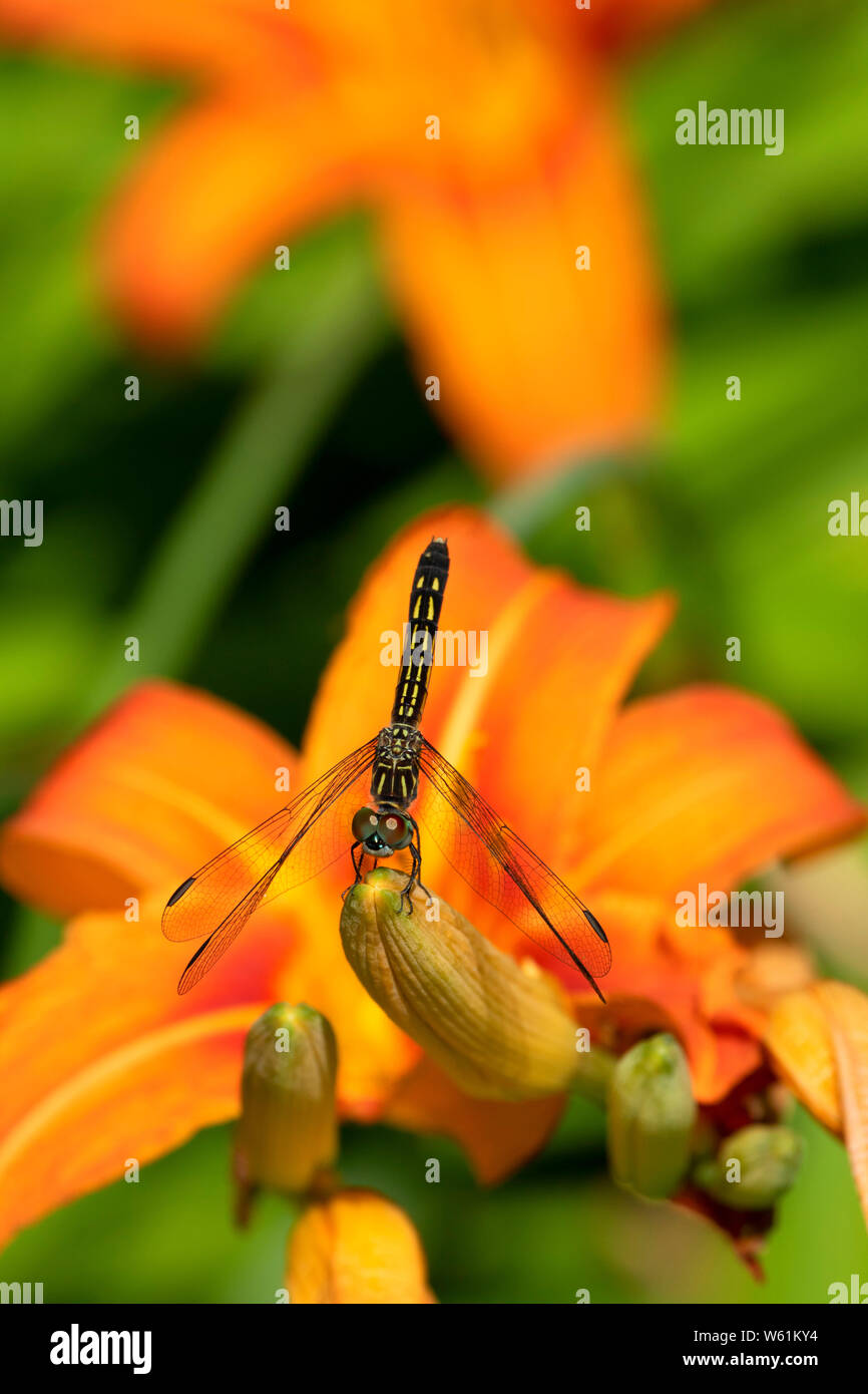 Tiger dragonfly hi-res stock photography and images - Alamy