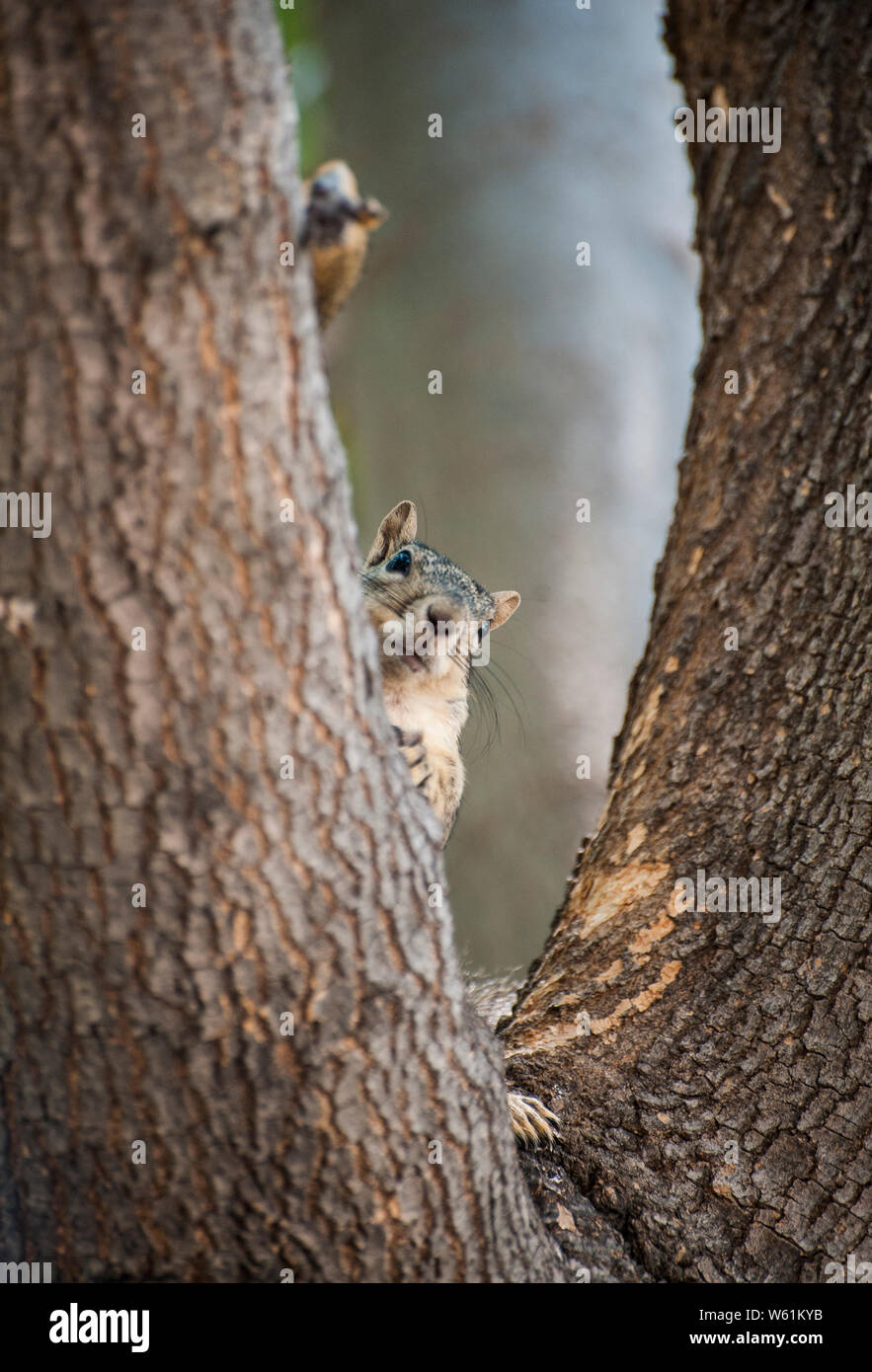 Peeking around tree hi-res stock photography and images - Alamy