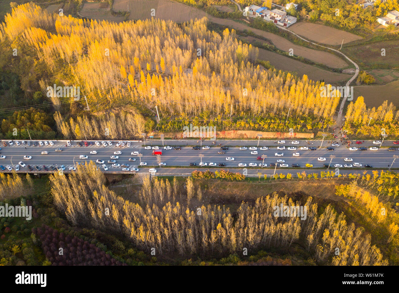 Chinese aspen hi-res stock photography and images - Alamy