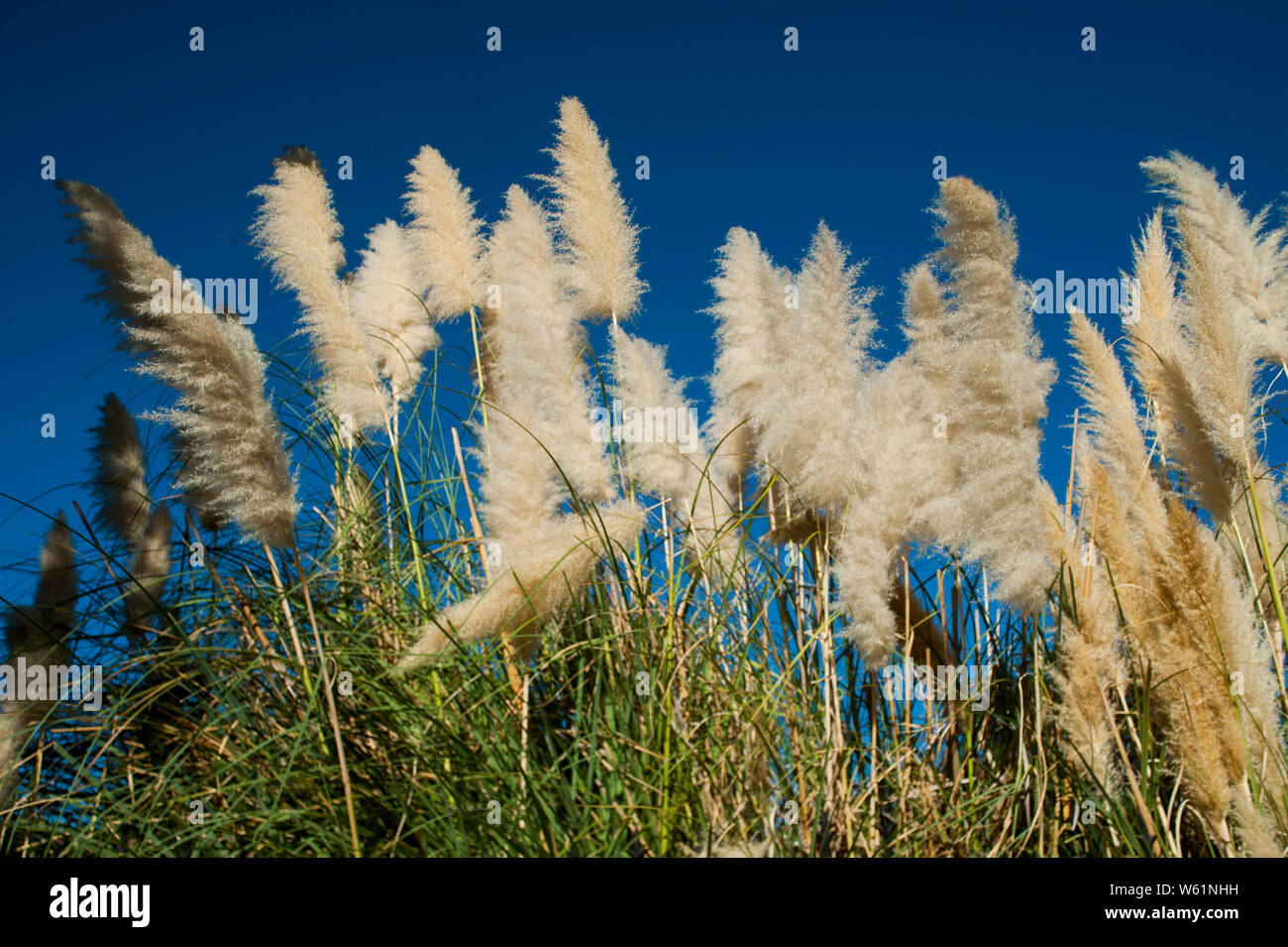 Golden marsh grass hi-res stock photography and images - Alamy