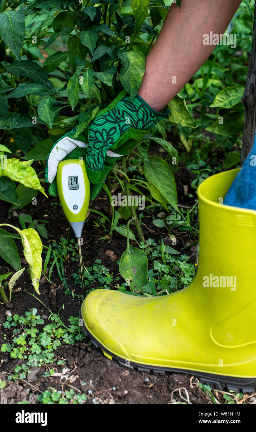Moisture meter tester in soil. Measure soil for humidity with digital ...