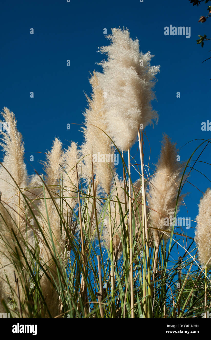 Golden marsh grass hi-res stock photography and images - Alamy