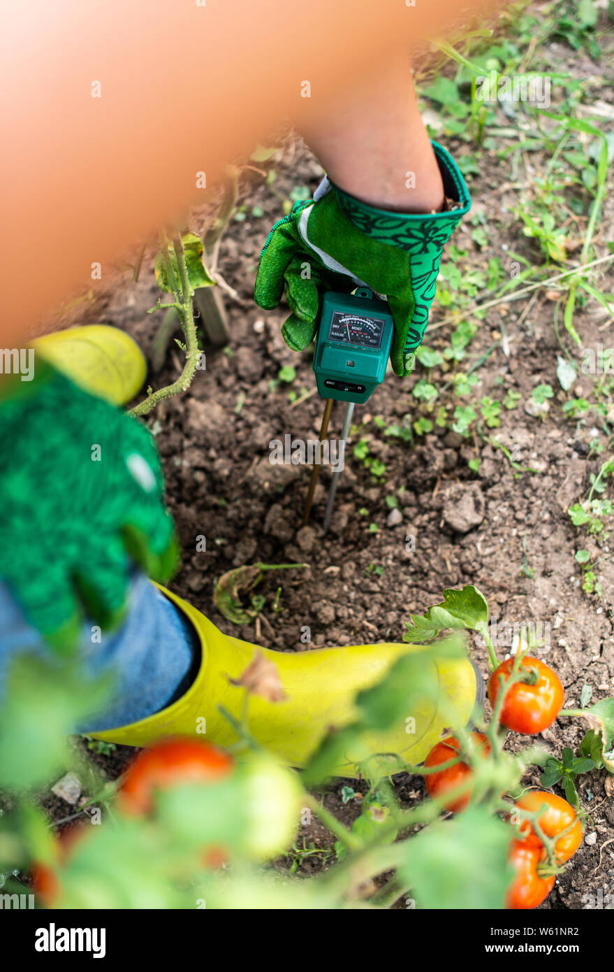 Moisture meter tester in soil. Measure soil for humidity on tomato ... Moisture meter tester in soil. Measure soil for humidity on tomato ...