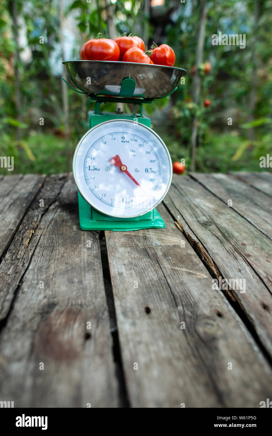 Tomatoes on scales in home organic garden. Measure tomatoes weight in ...