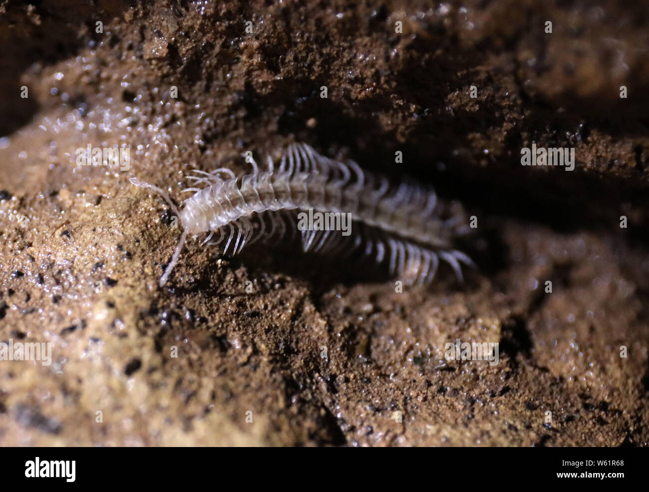 View of Millipede in a mountain cave in Wulong Mountain in Renshou ...