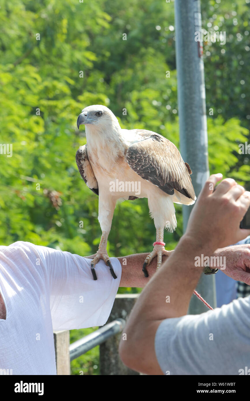 hawk sitting on human hand Stock Photo - Alamy