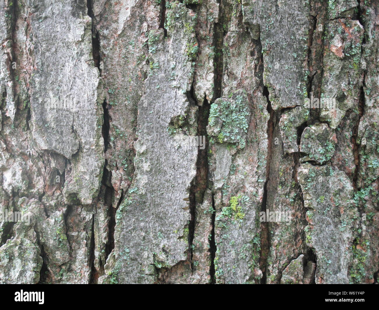 Patterns and design on a tree bark Stock Photo - Alamy
