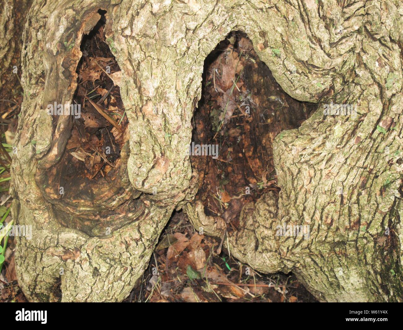 Patterns and design on a tree bark Stock Photo - Alamy