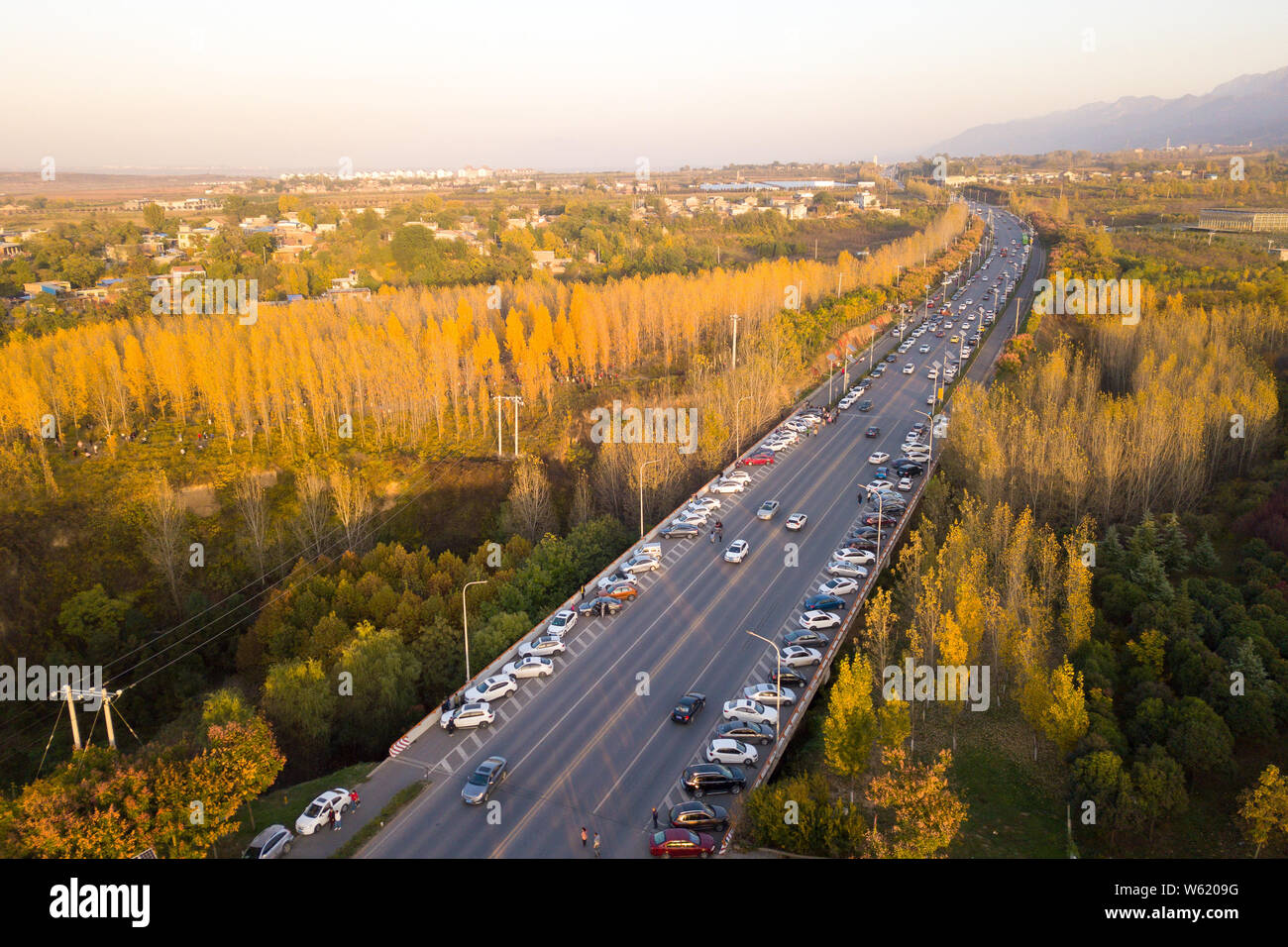 Chinese aspen hi-res stock photography and images - Alamy