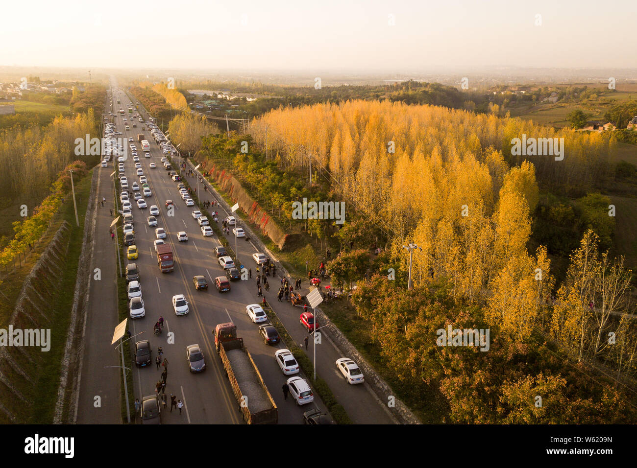Chinese aspen hi-res stock photography and images - Alamy