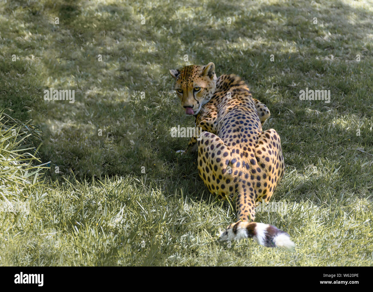 Cheetah crouching hi-res stock photography and images - Alamy