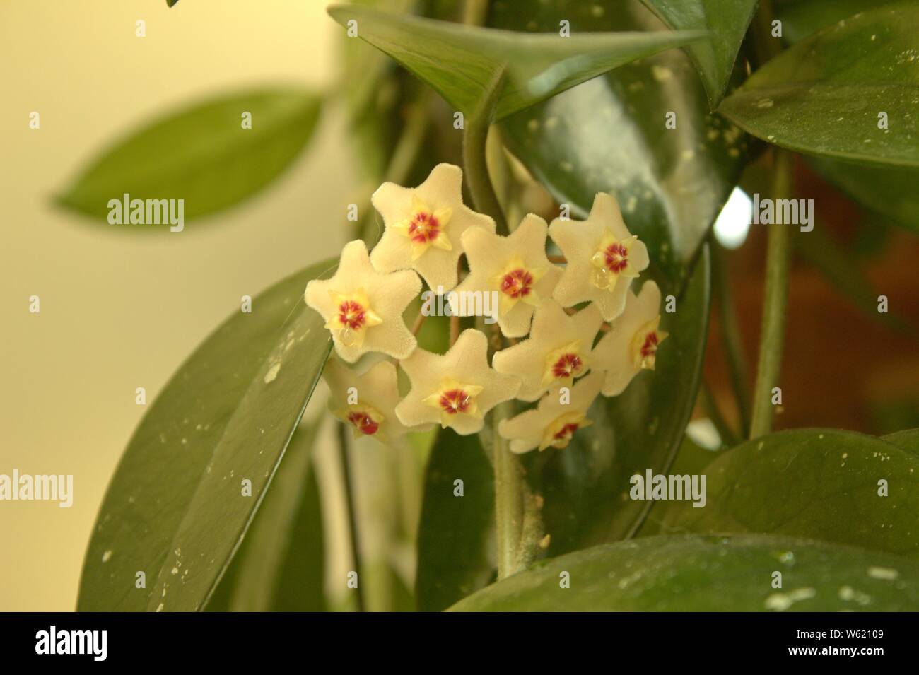Hoya plant hi-res stock photography and images - Alamy