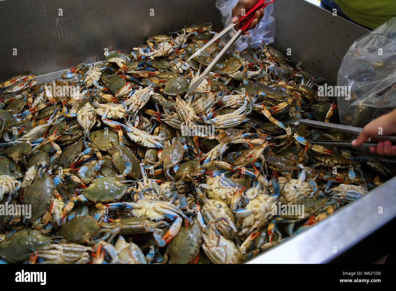 Freshly caught and snapping New England Blue Crabs being sorted out by ...