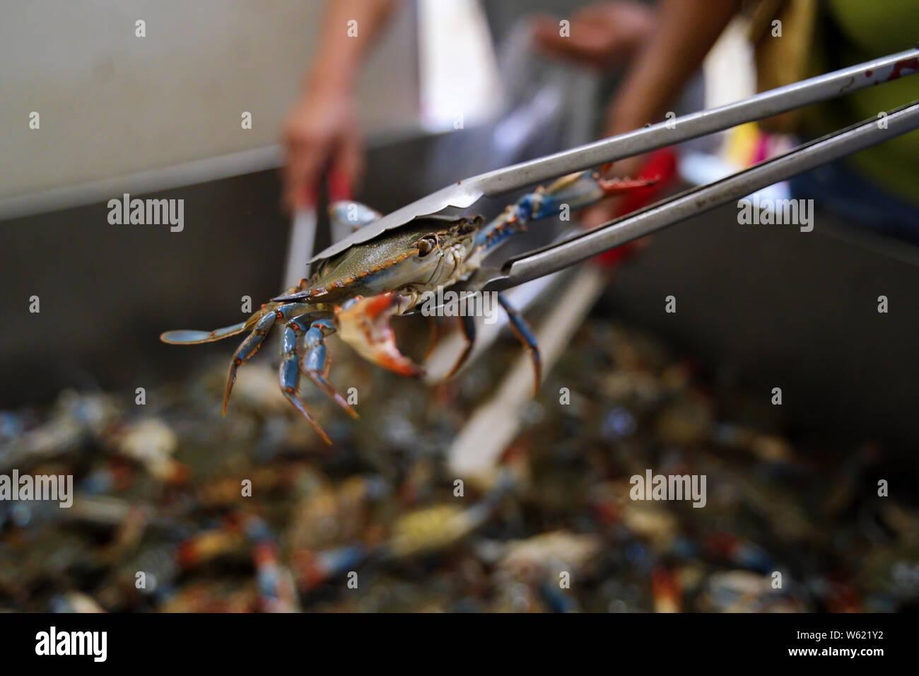 Freshly caught and snapping New England Blue Crabs being sorted out by ...