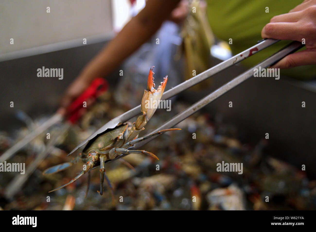 Crabs fighting hi-res stock photography and images - Alamy