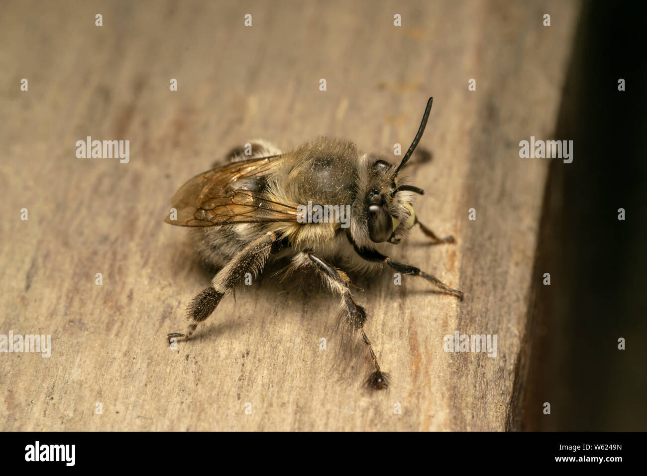 Hairy-footed flower bee (Anthophora plumipes), on the wooden board. The ...