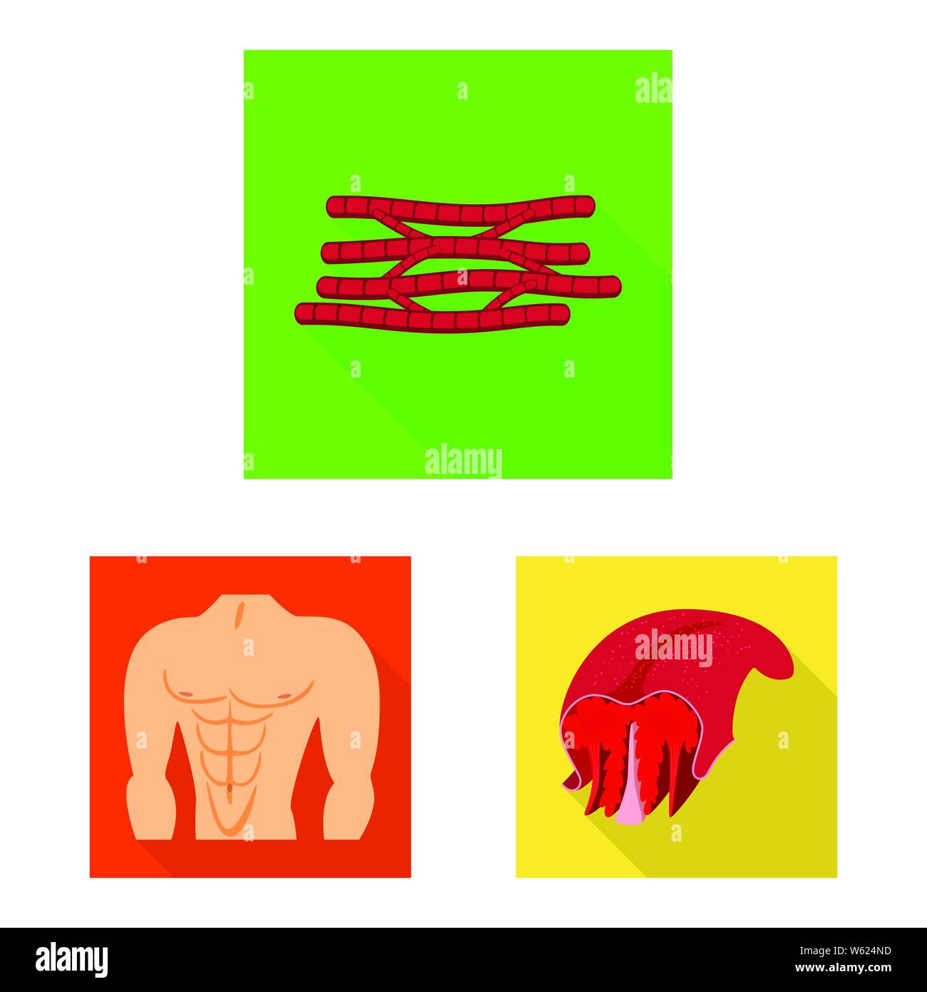 Vector design of muscle and cells symbol. Collection of muscle and ...
