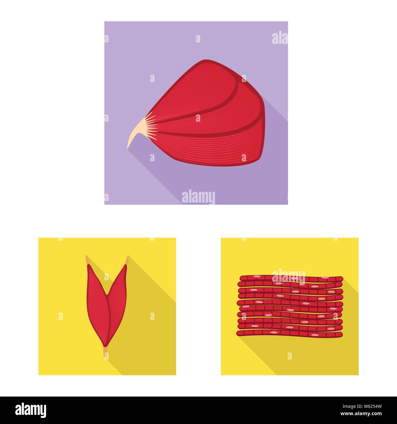 Vector illustration of muscle and cells icon. Collection of muscle and ...