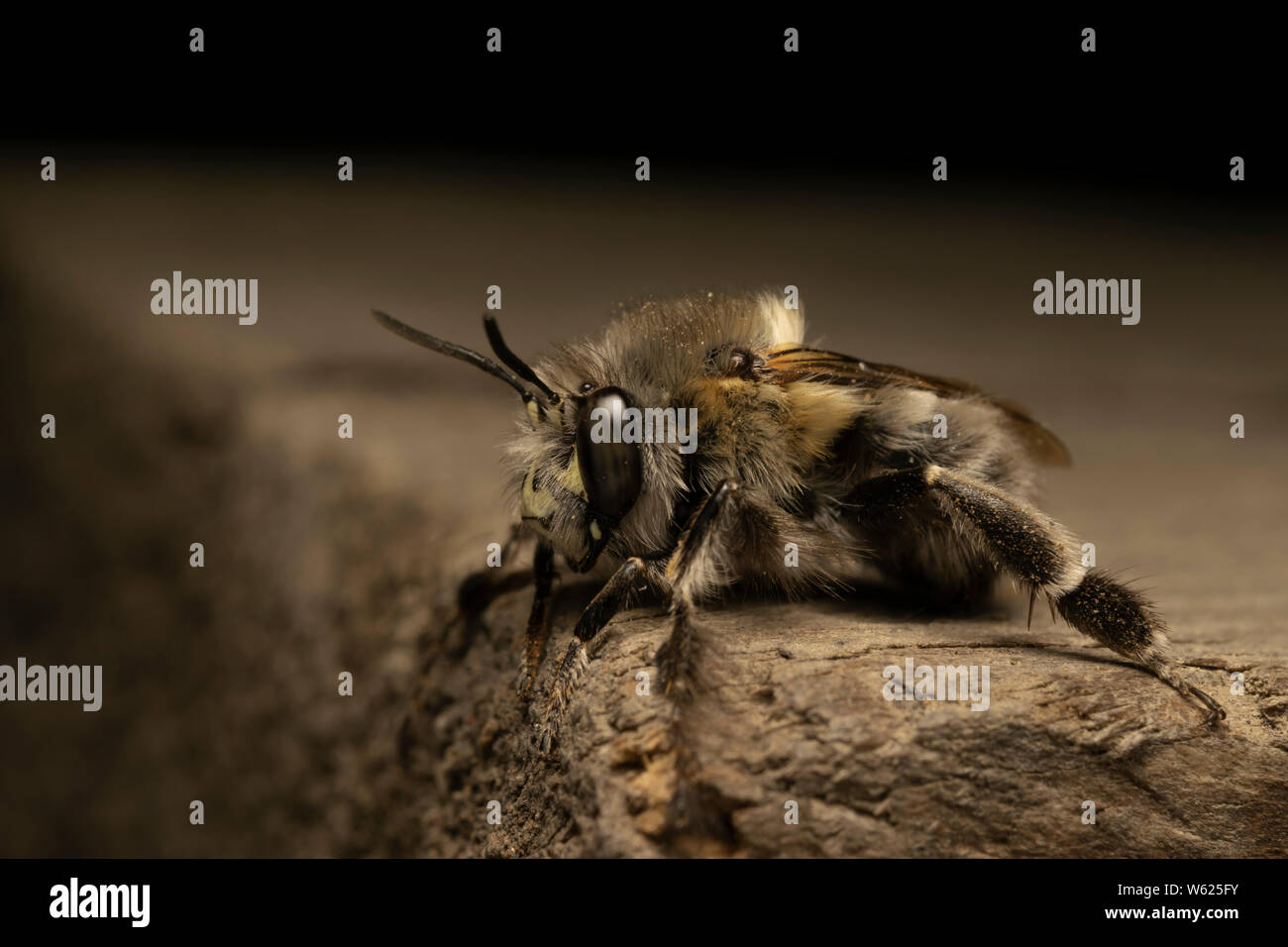Hairy-footed flower bee (Anthophora plumipes), on the wooden board. The ...