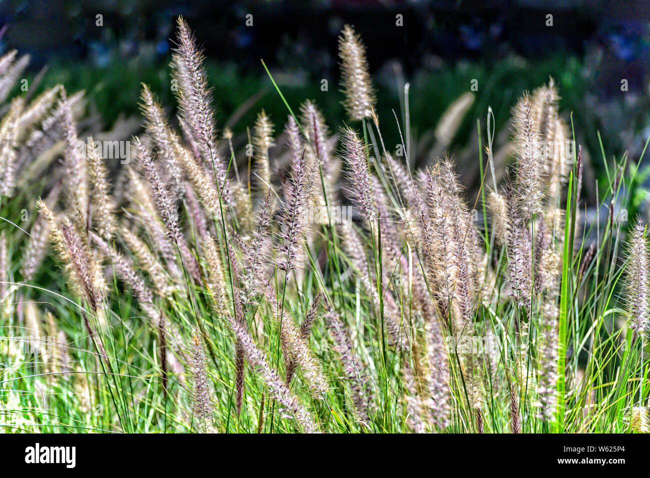 Field with closeup of tall wild grass suitable for background or banner ...