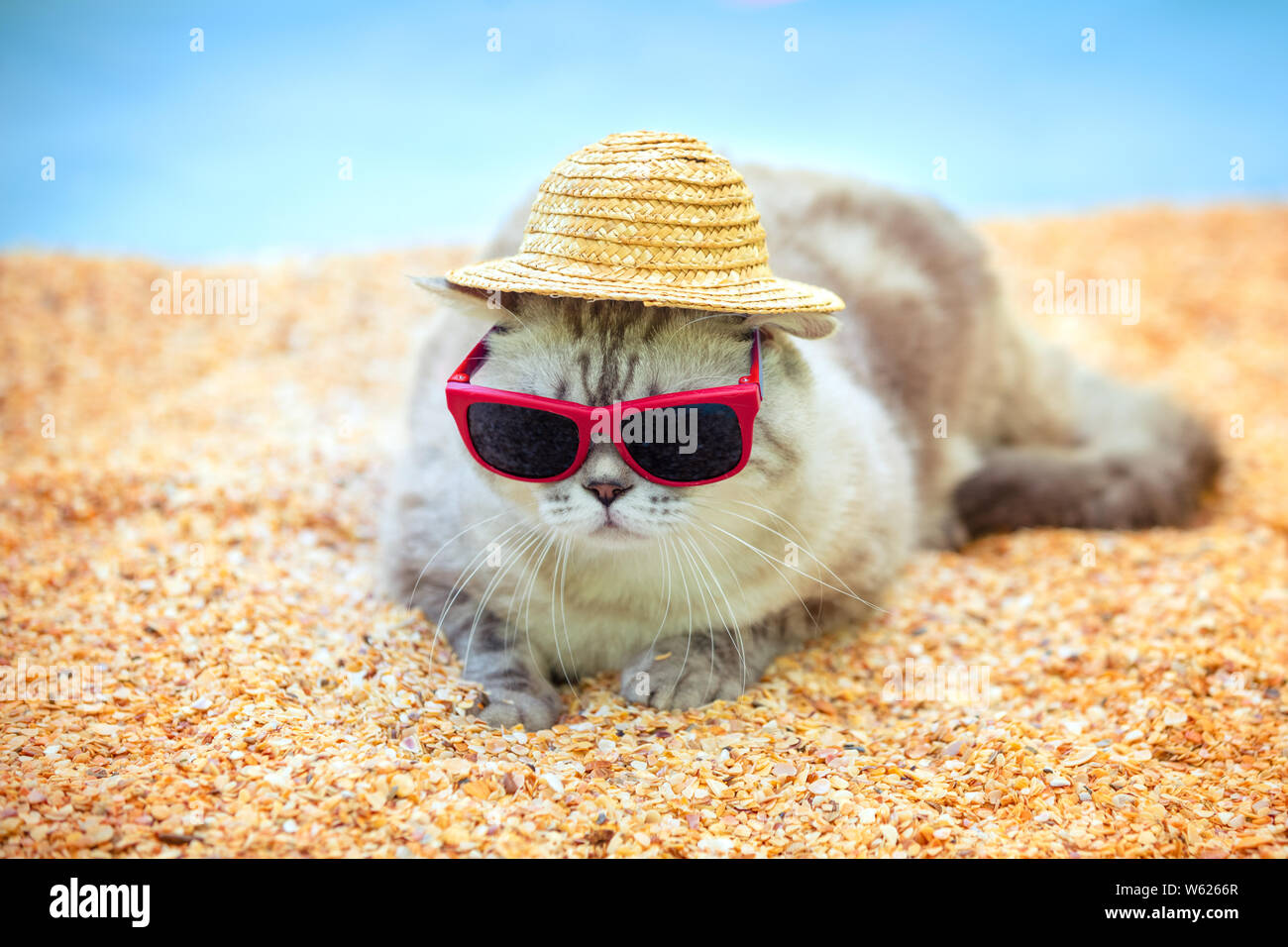 Summer Cat Memes
