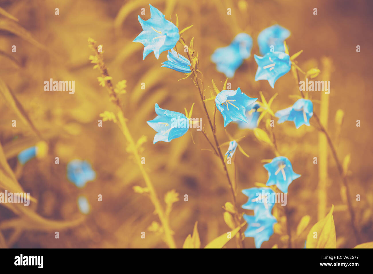 Vintage blue harebell flowers Stock Photo - Alamy