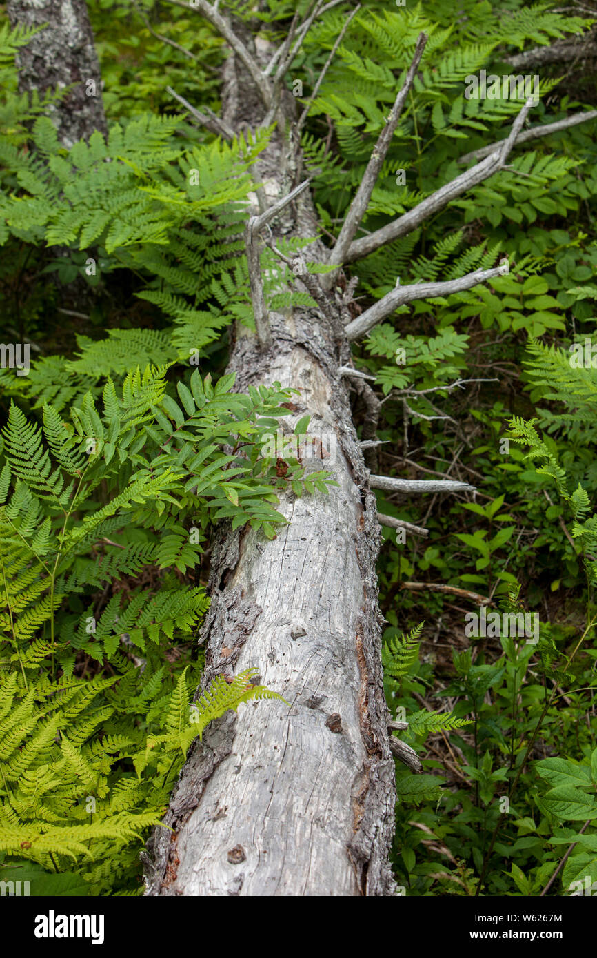 Image of a fallen tree decaying in the forest with plant growth and ...