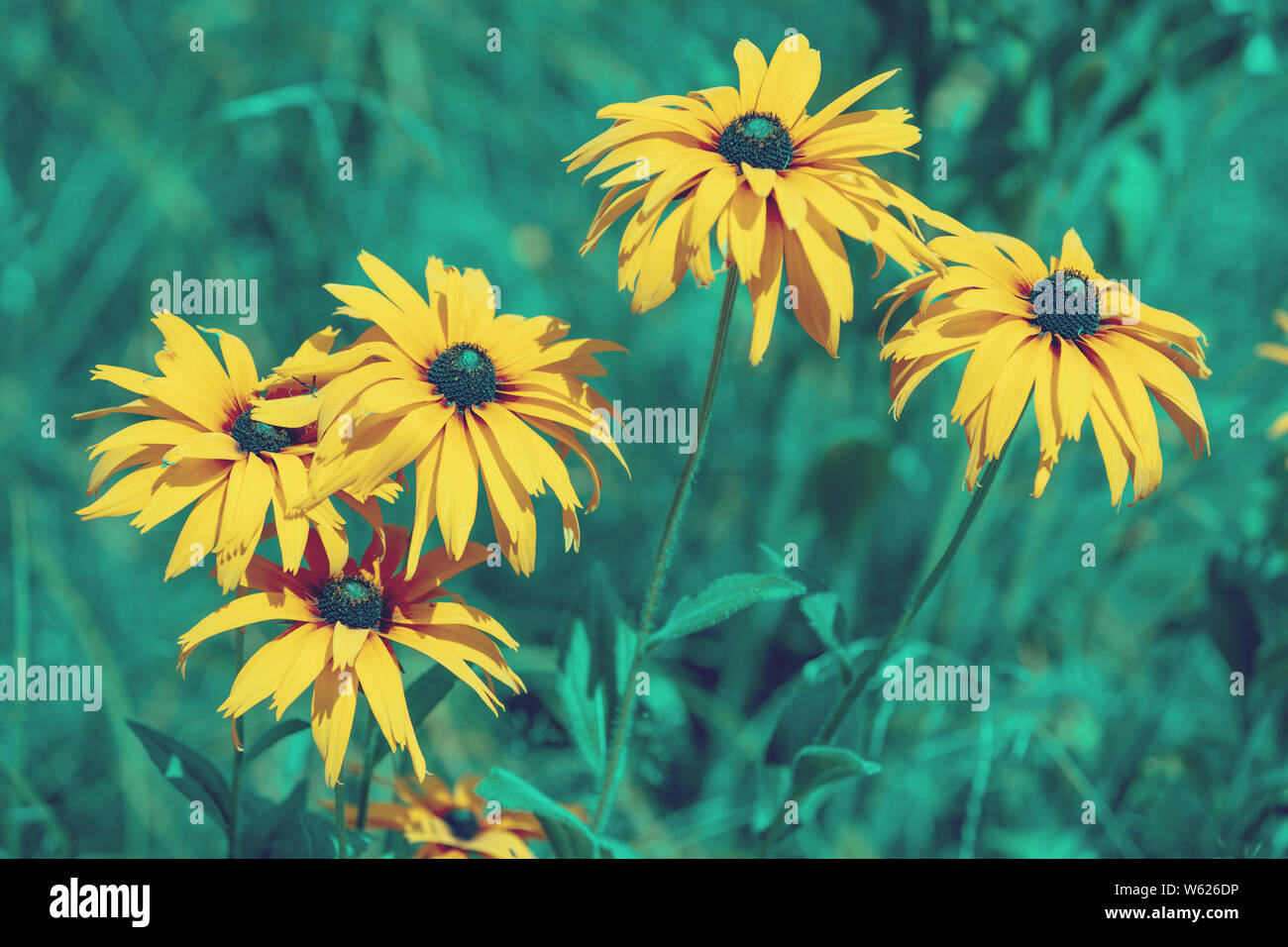 Vintage blooming Rudbeckia hirta (Black-eyed Susan) flowers in the ...
