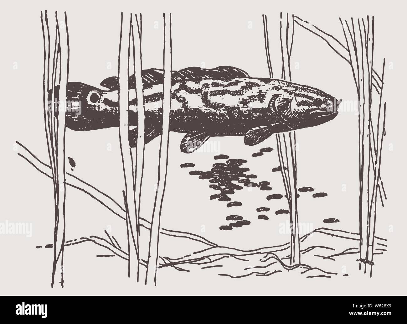 Bowfin fish hi-res stock photography and images - Alamy