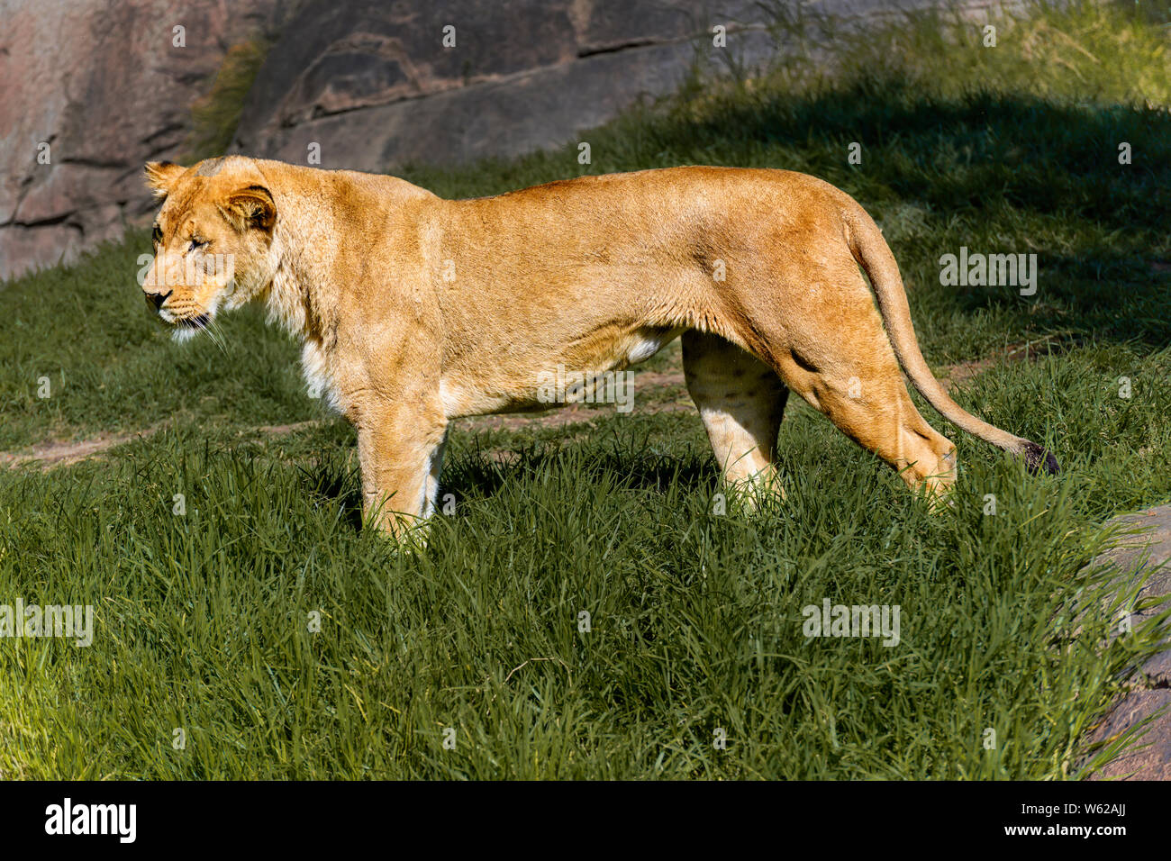 female lion, lioness (Panthera leo) side view, walking on grass Stock ...