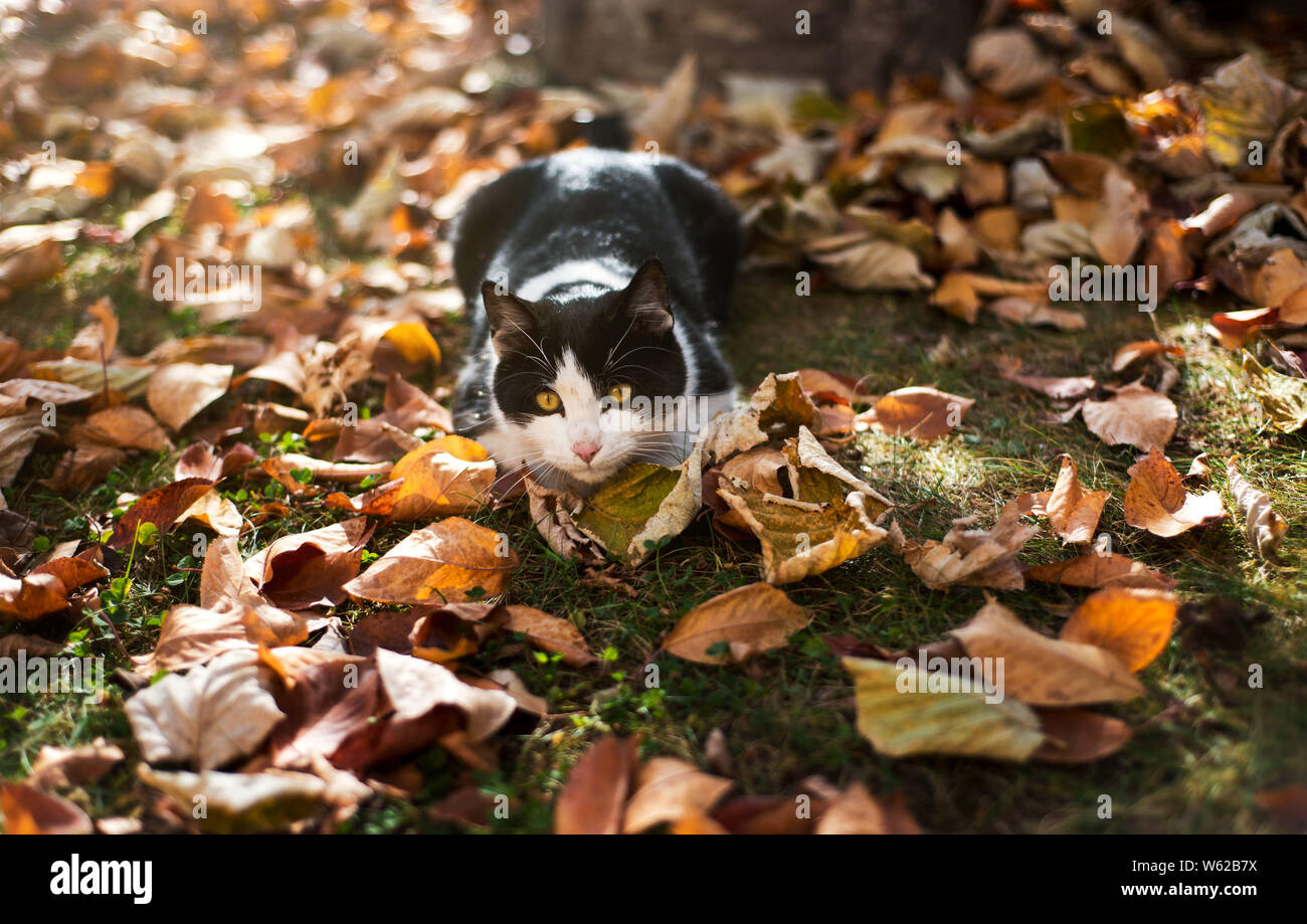 Fallen cart hi-res stock photography and images - Alamy