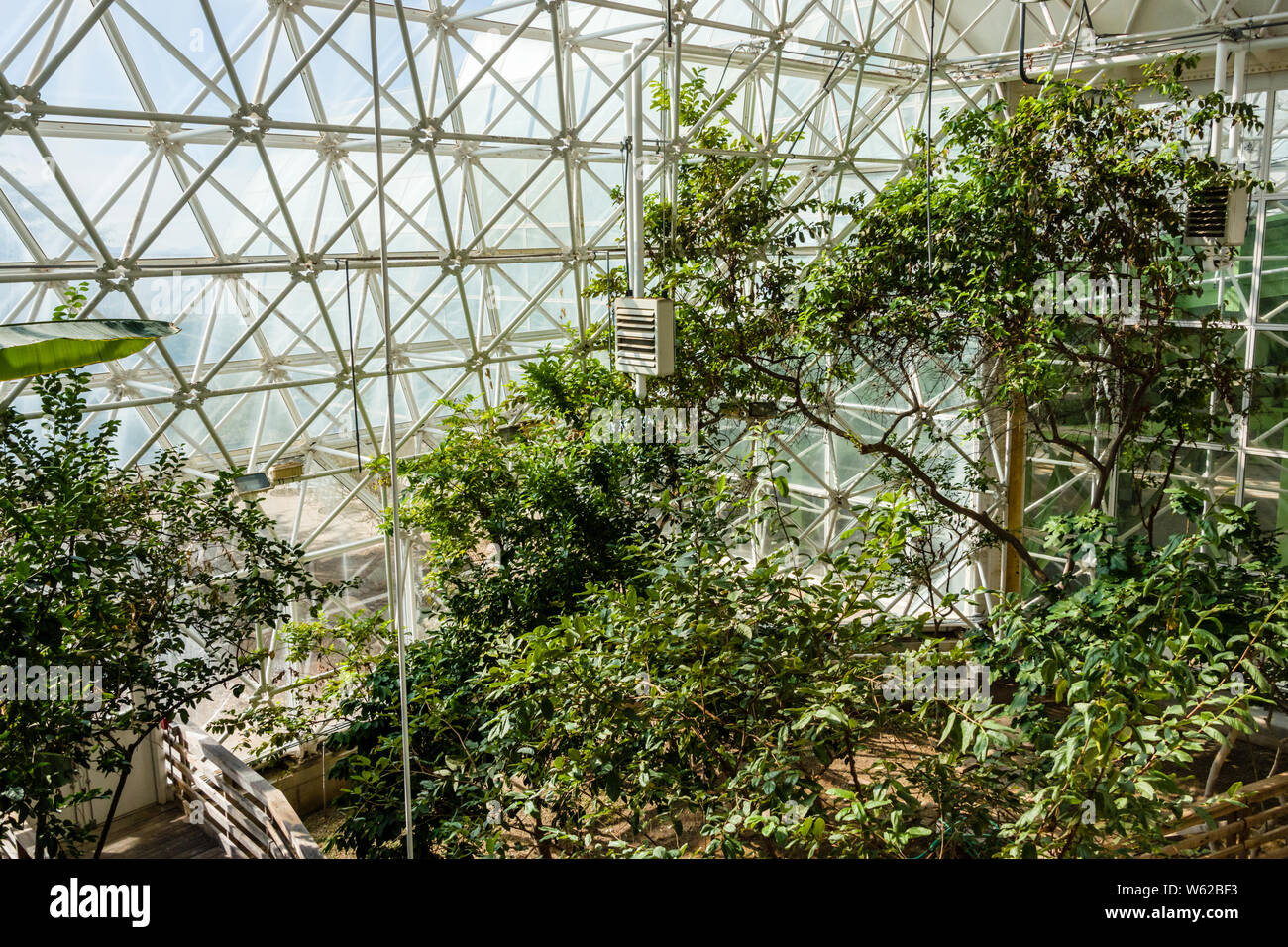 Biosphere 2 Rainforest