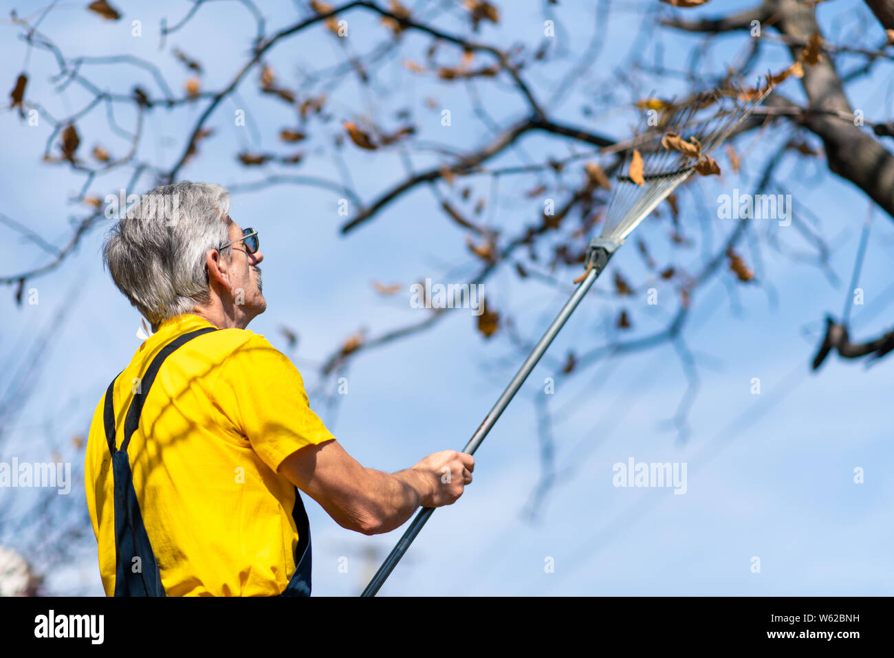 Removing old leaves hi-res stock photography and images - Alamy