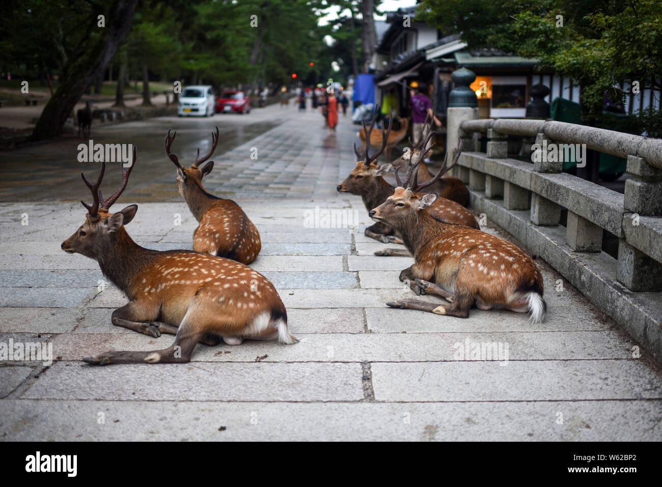 Deers in Nara Park, Nara, Japan Stock Photo - Alamy