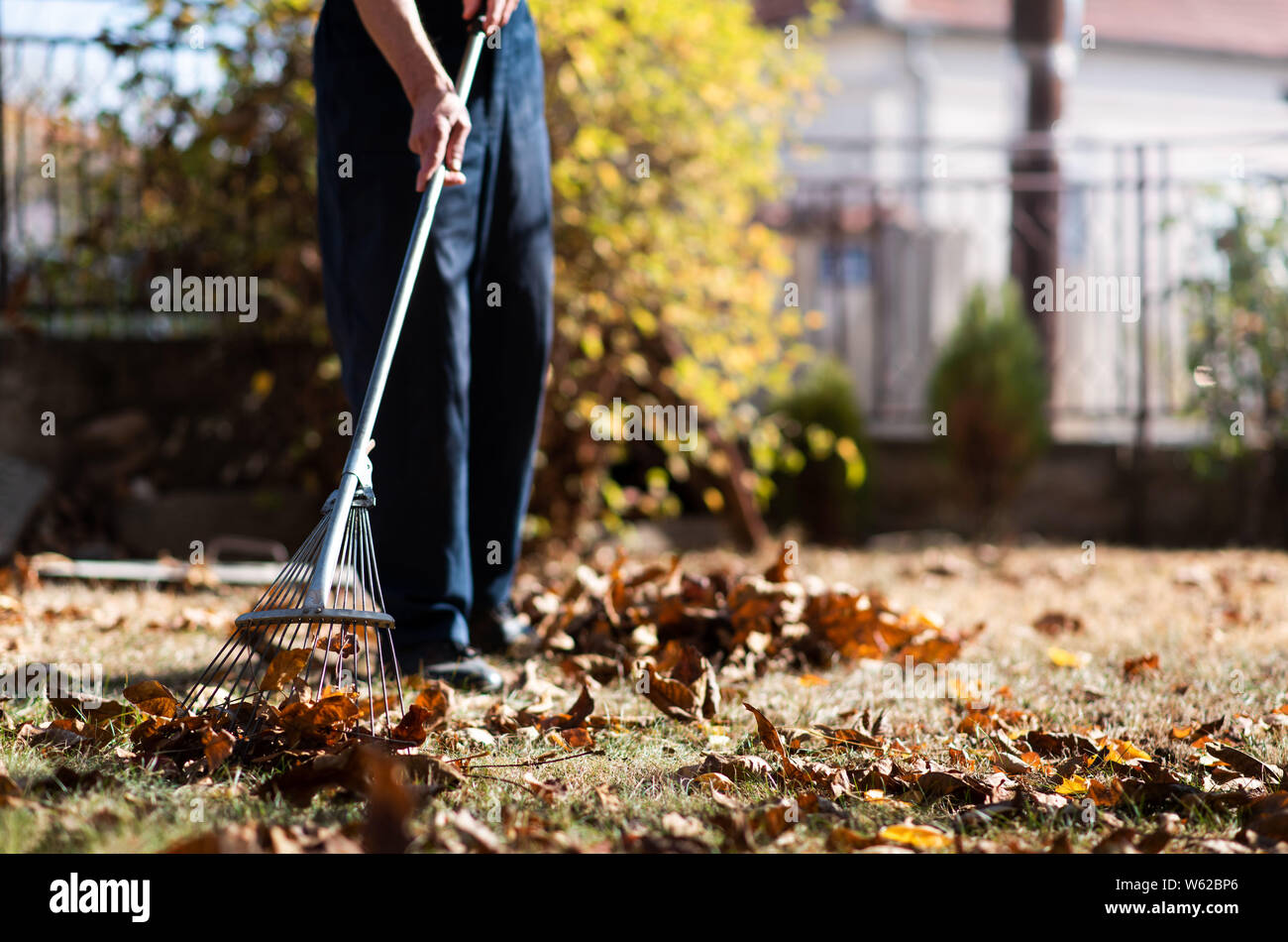 Collecting fallen autumn leaves hi-res stock photography and images - Alamy