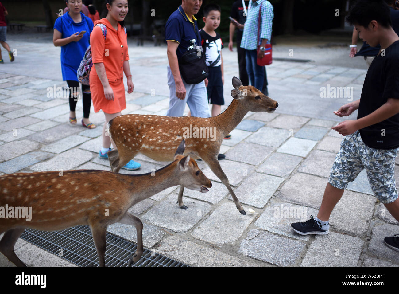 People interact with the deers in Nara Park, Nara, Japan Stock Photo ...