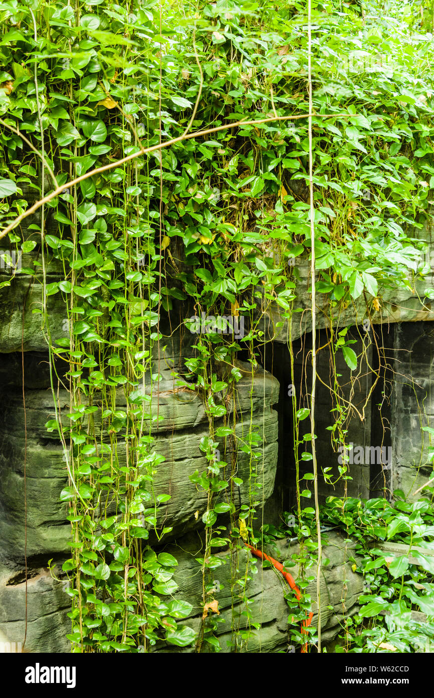 Biosphere 2 Rainforest Stock Photo - Alamy