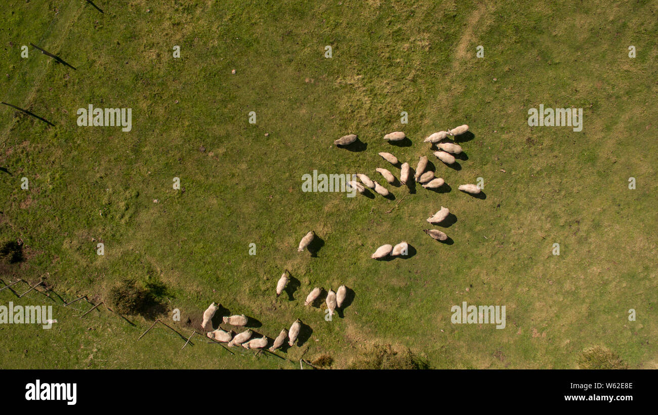 Aerial view of flock of sheep. Aerial landscape Stock Photo - Alamy