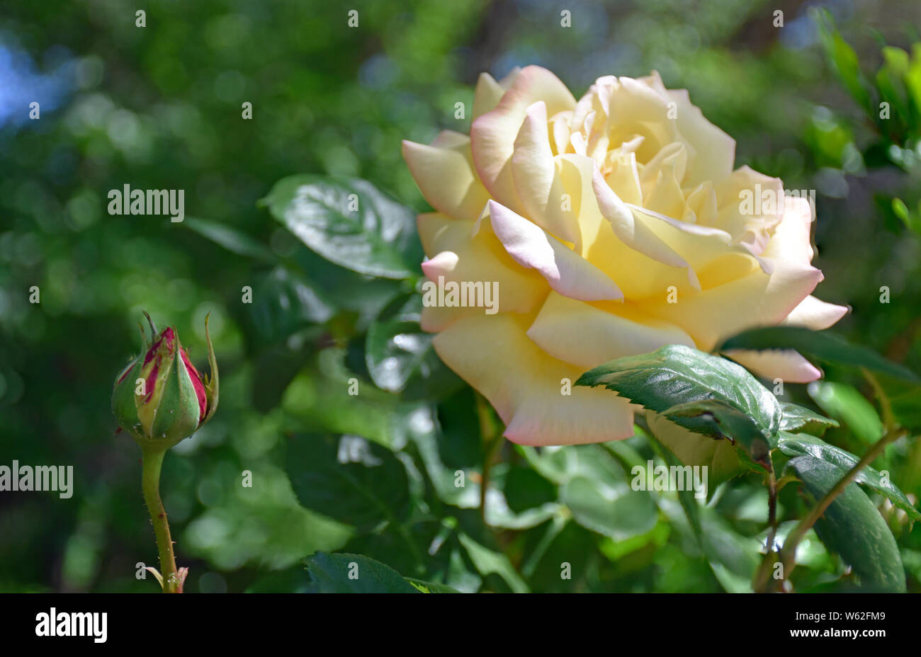 Yellow Queen Elizabeth Rose