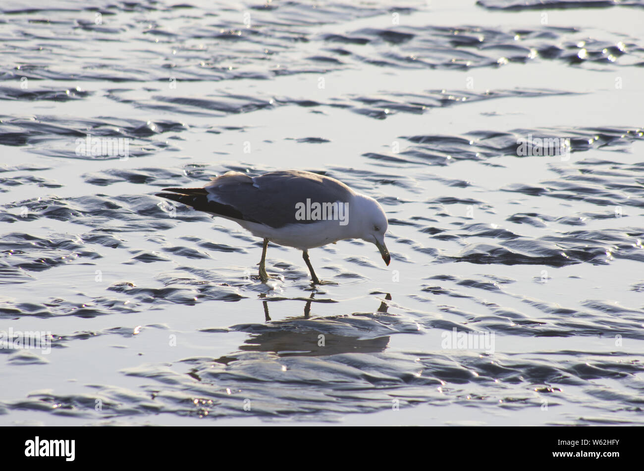 seagull on the mud flat beach Stock Photo - Alamy
