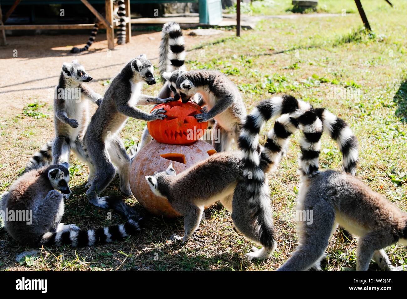 Guenons High Resolution Stock Photography and Images - Alamy