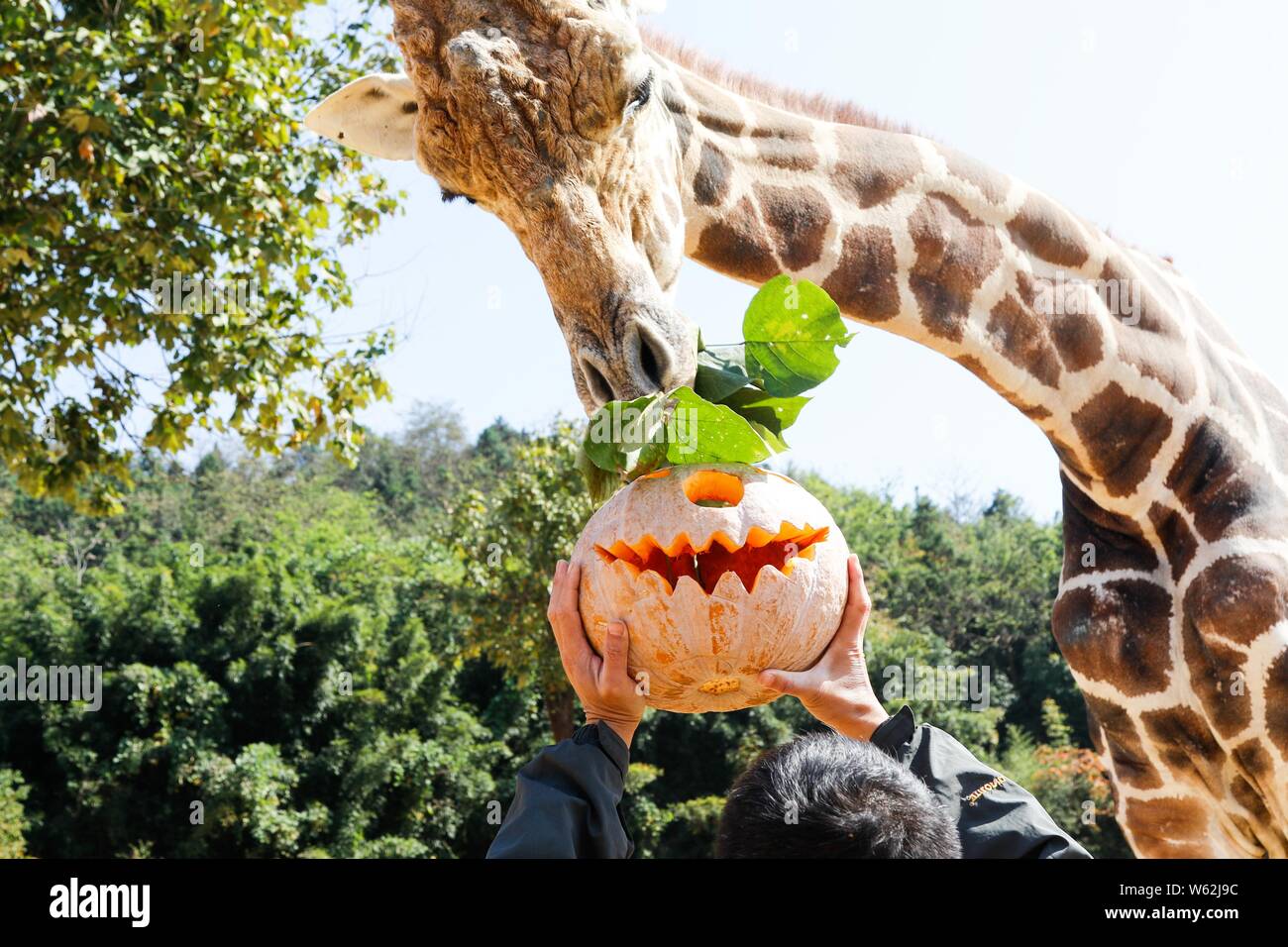 A giraffe interacts tastes a pumpkin ahead of the Halloween Festival at ...